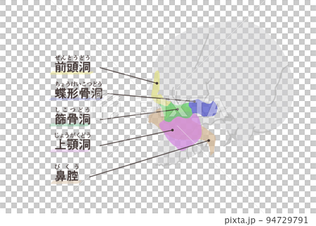 Diagram of sinuses with letters - Stock Illustration [94729791] - PIXTA