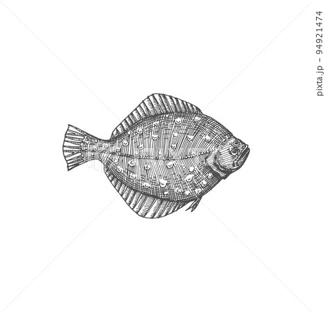 Flounder flatfish deep sea and ocean fish...のイラスト素材 [94921474] - PIXTA