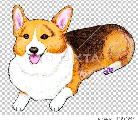 Corgi Pembroke Tri Color Clipart