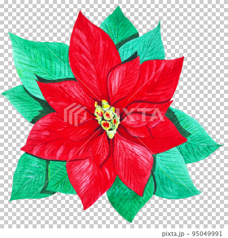 red hand draw watrecolor poinsettia - Stock Illustration [95049991] - PIXTA