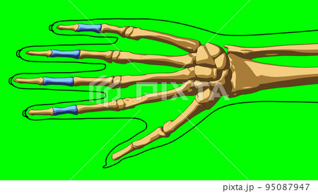 Intermediate Anatomy