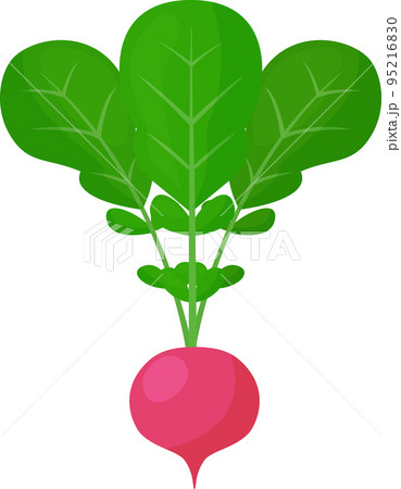 シンプルでかわいいラディッシュのイラストのイラスト素材 [95216830] - PIXTA