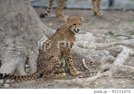 チーターの子供の写真素材 [95231070] - PIXTA