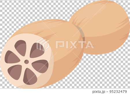 Simple and cute lotus root illustration - Stock Illustration [95232479 ...