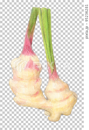 Illustration of new ginger drawn with... - Stock Illustration [95236281 ...