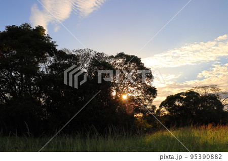 秋の夕方の空 太陽 木の写真素材 [95390882] - PIXTA