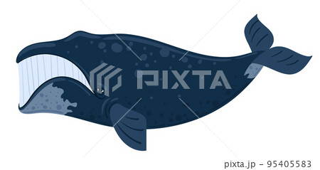 Cartoon whale bowhead, southern right whale,...のイラスト素材 [95405583] - PIXTA