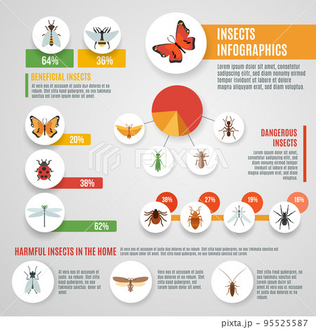 Insects Infographic Setのイラスト素材 [95525587] - PIXTA
