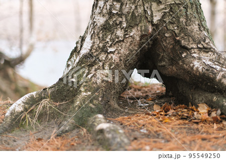 Tree Burrow