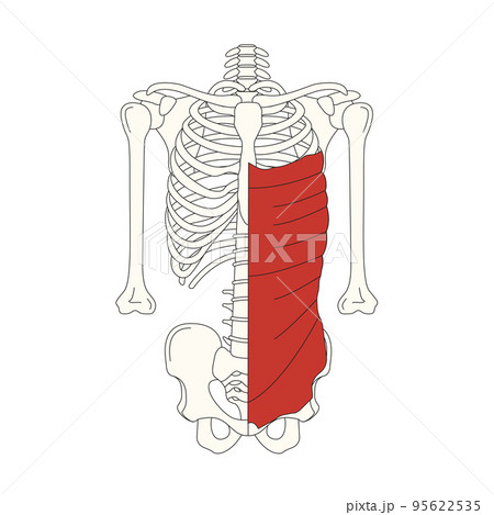 Obliquus Externus Abdominis