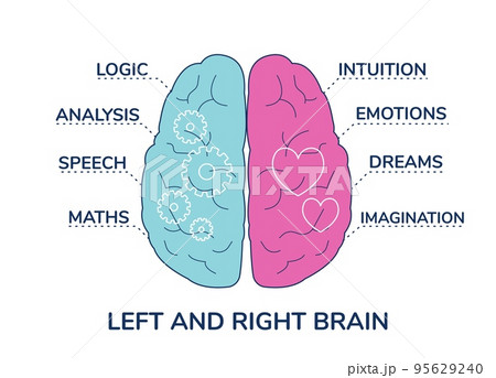 Human brain right and left hemisphere...のイラスト素材 [95629240] - PIXTA