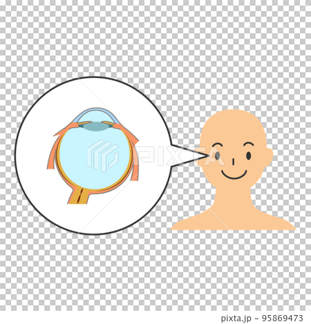 Cross section of human and right eyeball - Stock Illustration [95869473 ...