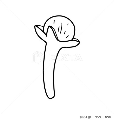 Hand drawn illustration of clove spice. Outline...のイラスト素材 [95911096 ...