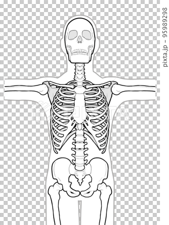 trunk skeleton - Stock Illustration [95989298] - PIXTA