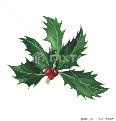 Holly Plant Clip Art