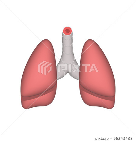 Human lungs anatomy structure. Realistic 3d...のイラスト素材 [96243438] - PIXTA