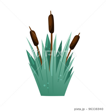 Reeds or Swamp Bulrushes Growing in Green Grass...のイラスト素材 [96336940 ...