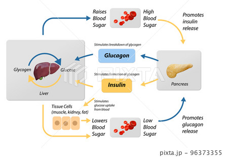 Blood sugar regulation illustration. Labeled...のイラスト素材 [96373355] - PIXTA