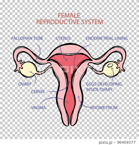 FEMALE REPRODUCTIVE SYSTEM SCHEME For Medical... - Stock Illustration ...