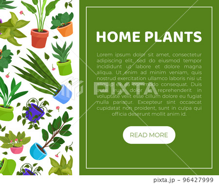 Home plants web banner with space for text....のイラスト素材 [96427999] - PIXTA