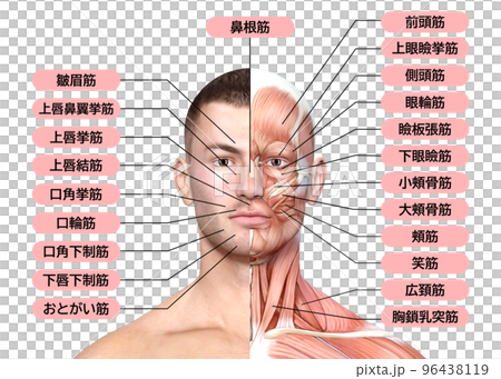 Muscle Anatomy Of The Face 3D Digital Render Of A Male Anatomy Face