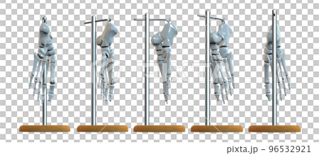 foot specimen - Stock Illustration [96532921] - PIXTA