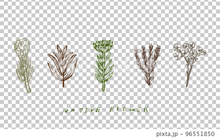 Wildflower set in muted colors - Stock Illustration [96551850] - PIXTA