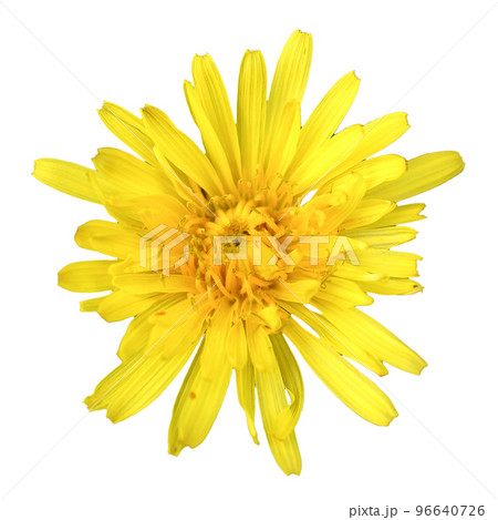 Yellow Chicory Plant