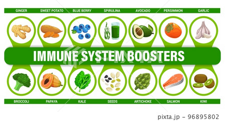 Immune system boosters infographics chart....のイラスト素材 [96895802] - PIXTA