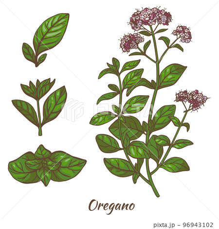 Color Oregano Plant and Leaves in Hand Drawn Styleのイラスト素材 [96943102 ...
