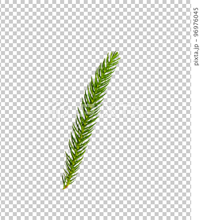 PNG pine leaf designのイラスト素材 [96976045] - PIXTA