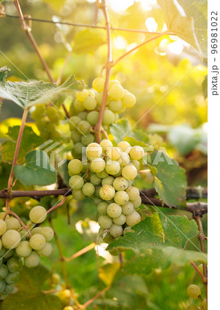 Close up images of harvesting table grapes on a...の写真素材 [96981022] - PIXTA