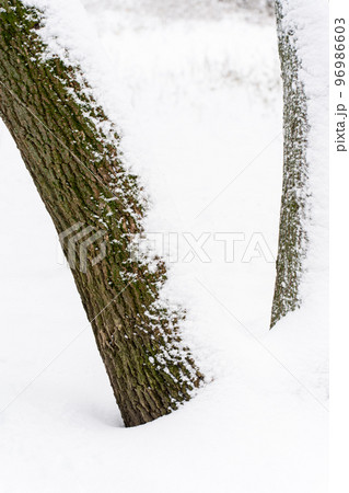 Snow Pine Tree Texture