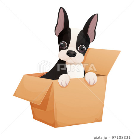 Box terrier store