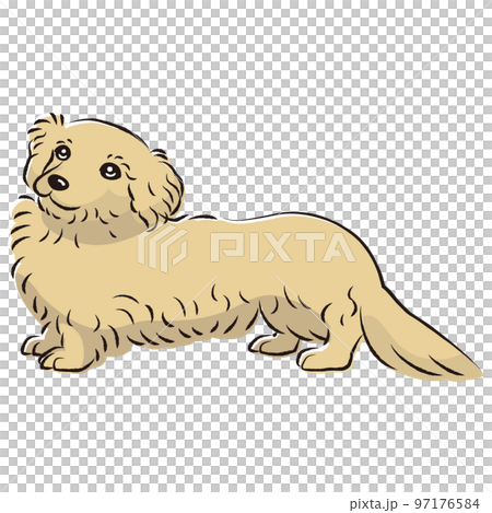 Dappu illustration (dachshund and toy poodle... - Stock Illustration ...