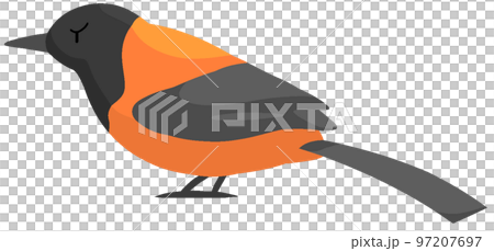 Pitohui (Shrike) - Stock Illustration [97207697] - PIXTA