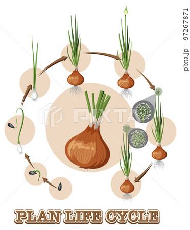 Diagram showing onion life cycleのイラスト素材 [97267871] - PIXTA