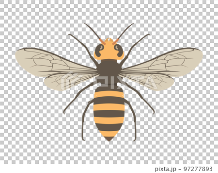 Illustration of a hornet with its wings open - Stock Illustration ...