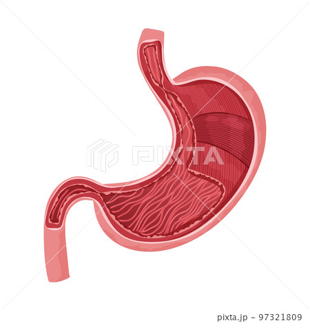 Human stomach inside with detailed muscle layerのイラスト素材 [97321809] - PIXTA