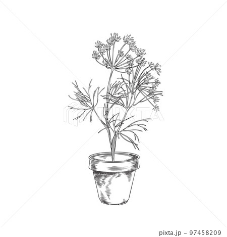 Dill Flower Drawing