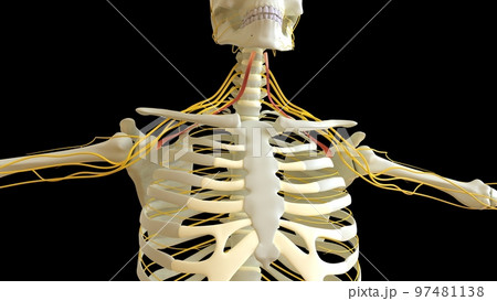 Omohyoideus Muscle anatomy for medical concept...のイラスト素材 [97481138] - PIXTA