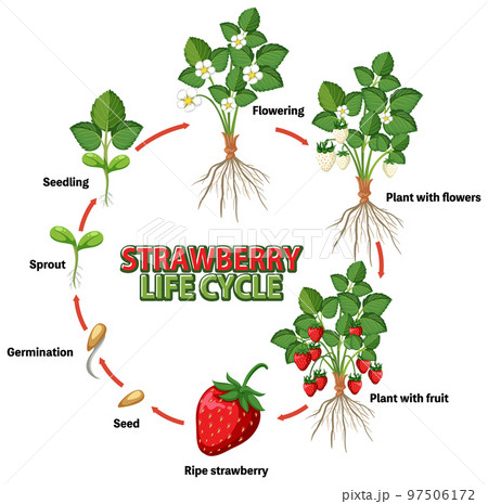 Diagrams Of The Parts Of A Strawberry Parts Of A Strawberry Worksheet