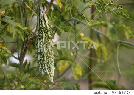 Karela Tree Gol Lauki & Karela Round Kaddu & Bitter Gourd Grow