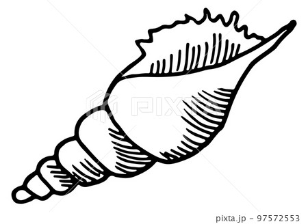 Conch Shell Line Drawing