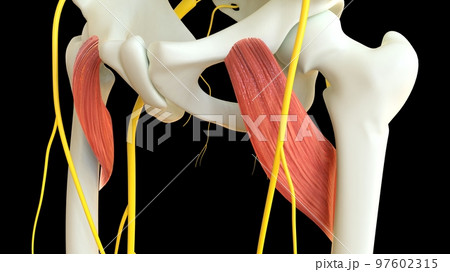 Pectineus Muscle anatomy for medical concept 3D...のイラスト素材 [97602315 ...
