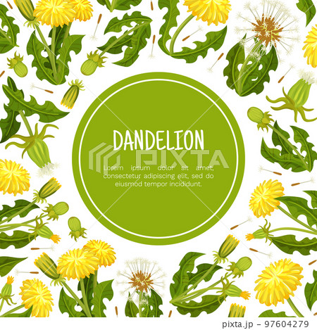 Dandelion Banner Design with Flowering Plant...のイラスト素材 [97604279] - PIXTA