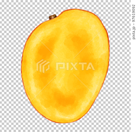 Mango cross section watercolor style illustration - Stock Illustration ...