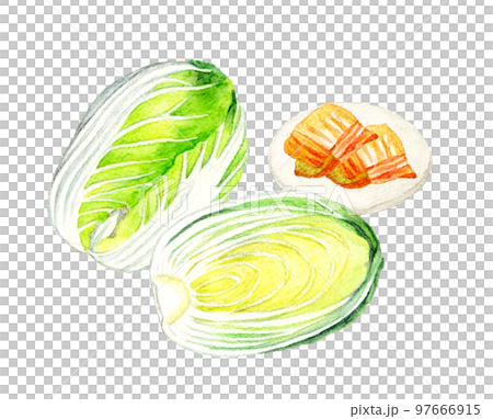 Chinese cabbage and kimchi set Hand-drawn... - Stock Illustration ...