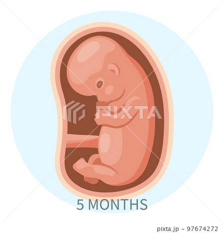 Embryo in the womb, fifth month. Development...のイラスト素材 [97674272] - PIXTA