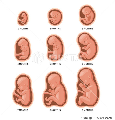 Embryo in the womb, set. Development and growth...のイラスト素材 [97693926 ...